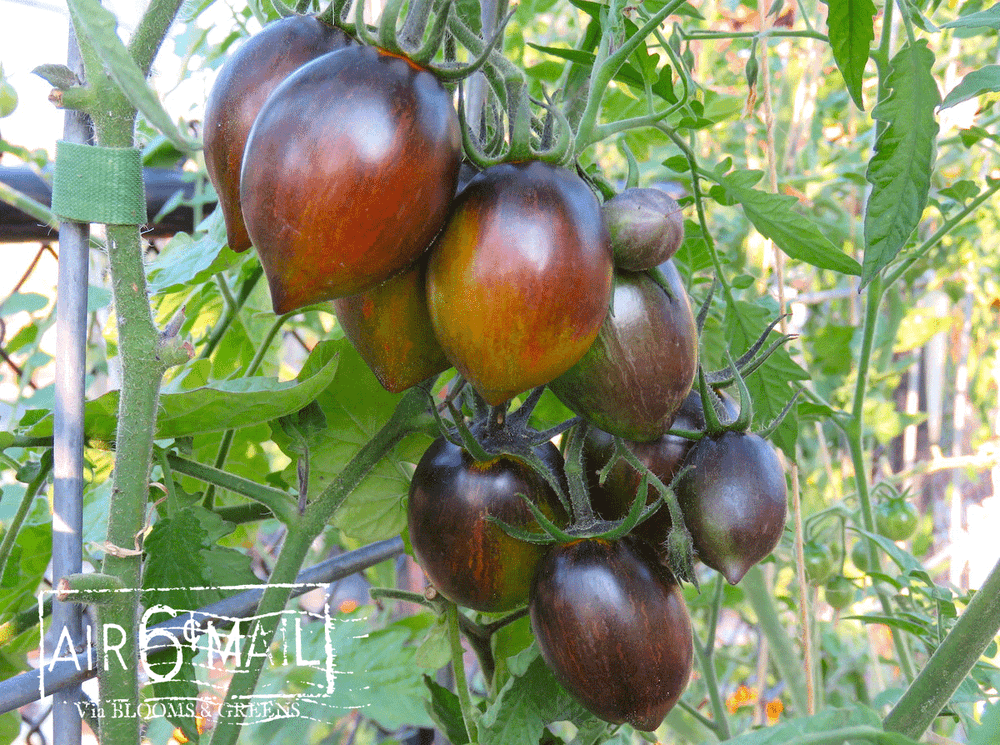 brad's atomic grape tomato looks wild